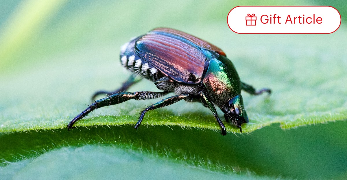 beetle insect information