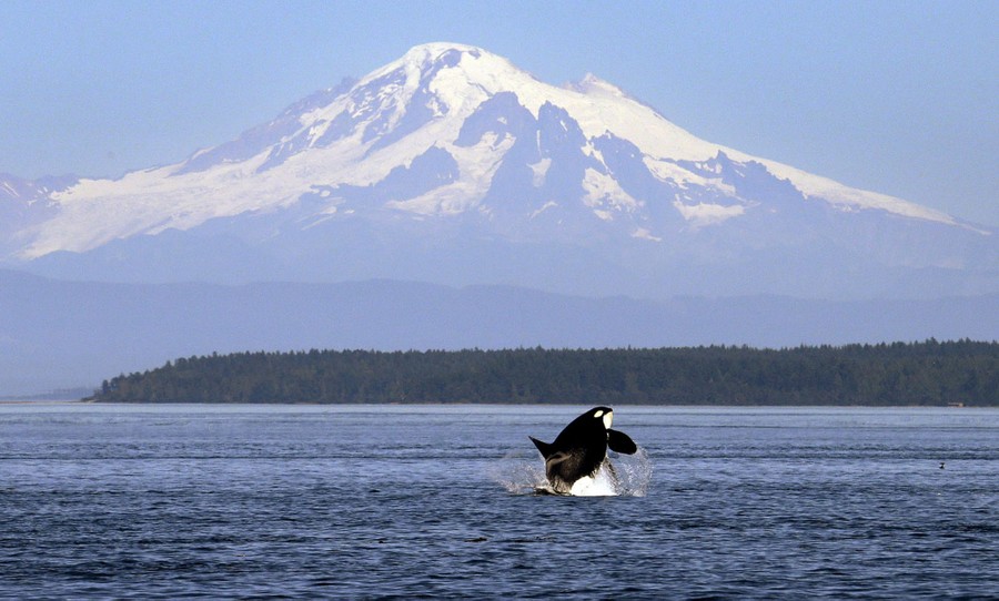 A Photo Appreciation of Whales - The Atlantic
