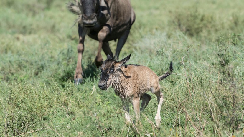 Why Some Animals Have Really Big Babies - The Atlantic