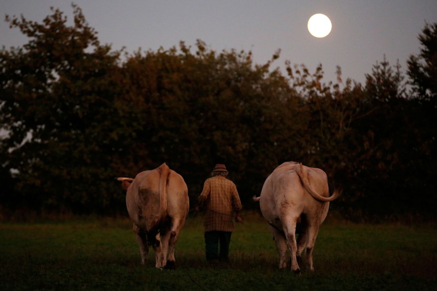 A Quiet, Ancestral Farm Life in Western France - The Atlantic