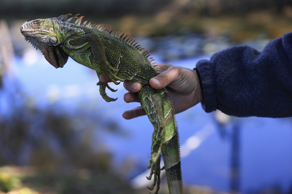 It’s So Cold in Florida, Iguanas Are Falling Out of Trees - The Atlantic
