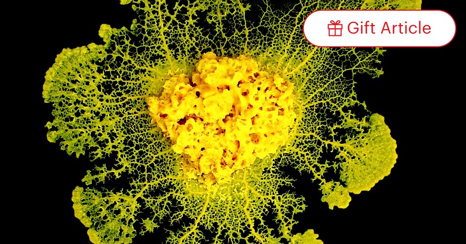 how do physarum move