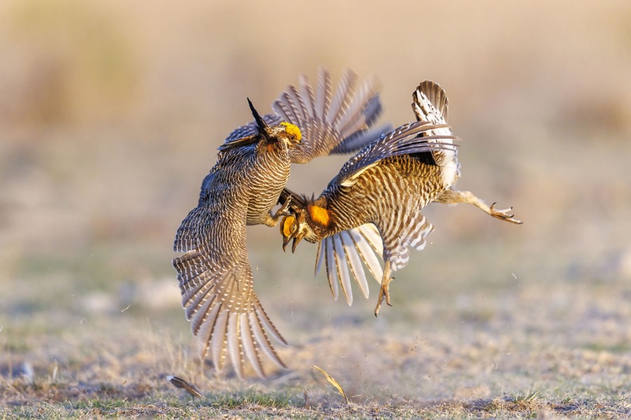 Selections From the 2024 Audubon Photography Awards Top 100 - The Atlantic