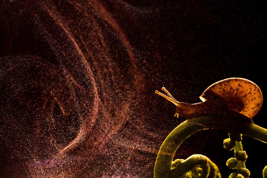 Winners of the 2025 Sony World Photography Awards Open Competition ...