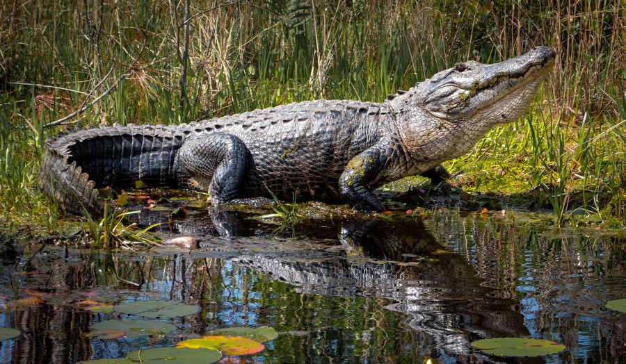 Georgia: Images of the Peach State - The Atlantic