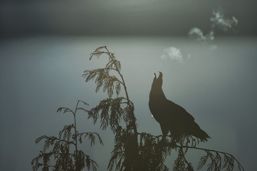 For Earth Day, a Photo Appreciation of Birds - The Atlantic