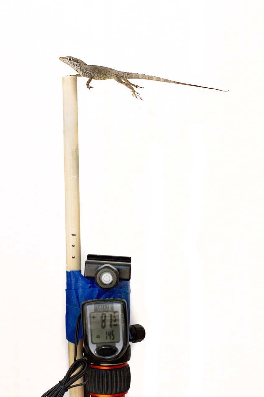 After Hurricanes Irma and Maria, Caribbean Lizards Have a Better Grip ...