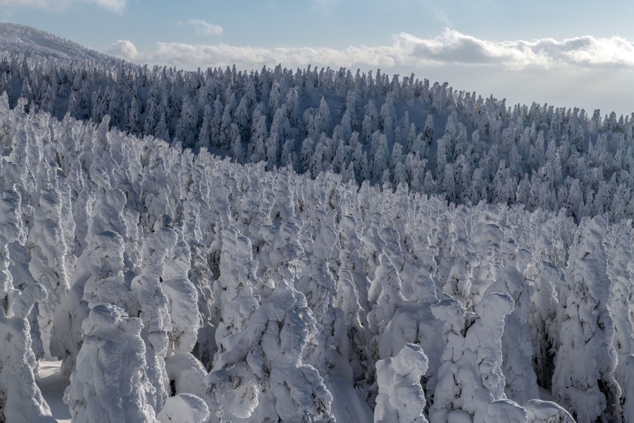 Juhyo: The Snow Monsters on Japan’s Mount Zao - The Atlantic