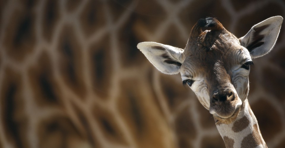 Giraffes Edge Closer to Extinction - The Atlantic