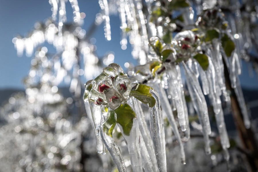 Photos: Protecting Crops Against a Spring Frost - The Atlantic