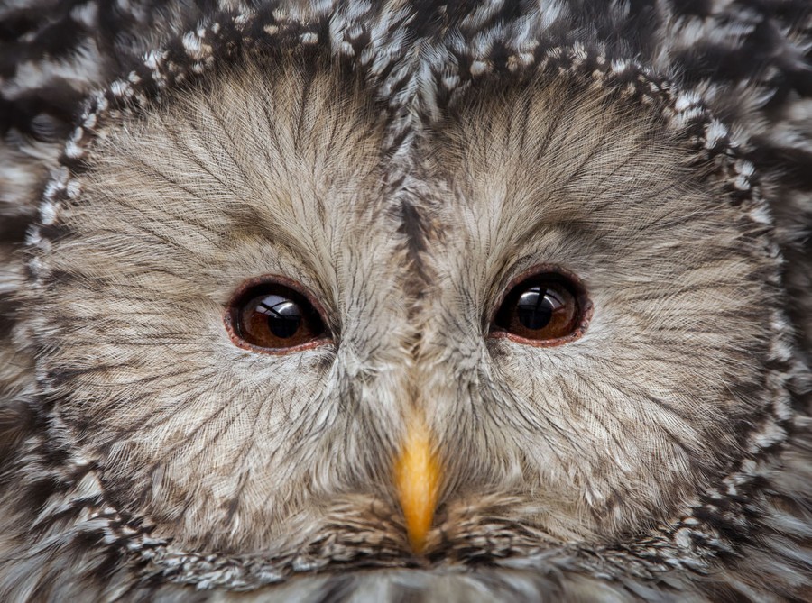 Photos: Superb Owl Sunday VIII - The Atlantic