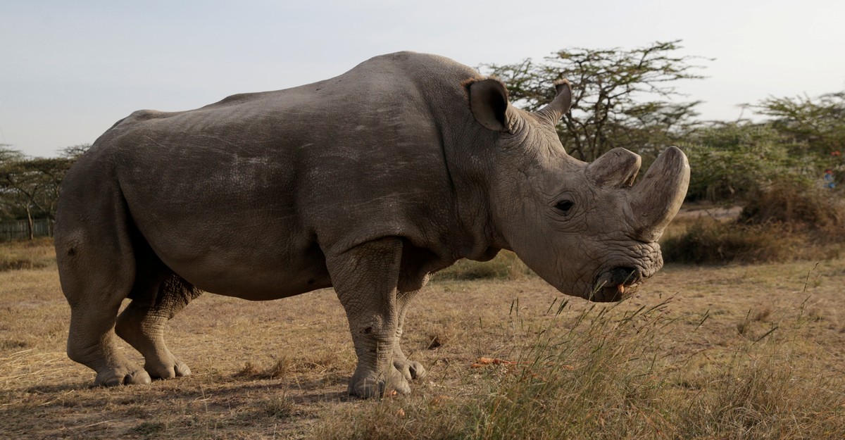 Sudan, the Last Male Northern White Rhino, Is Dead - The Atlantic
