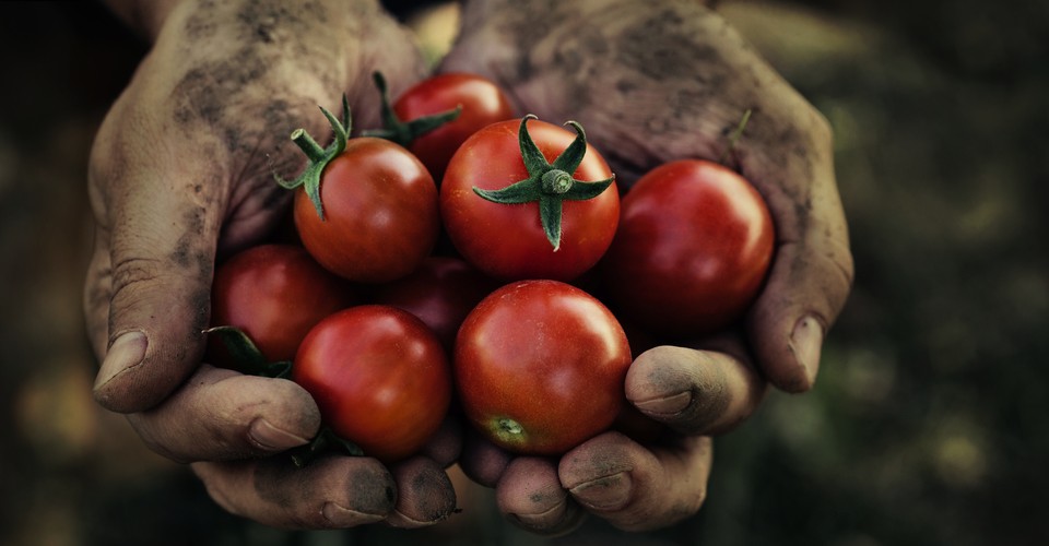 Want to Know If Your Food Is Genetically Modified? - The Atlantic