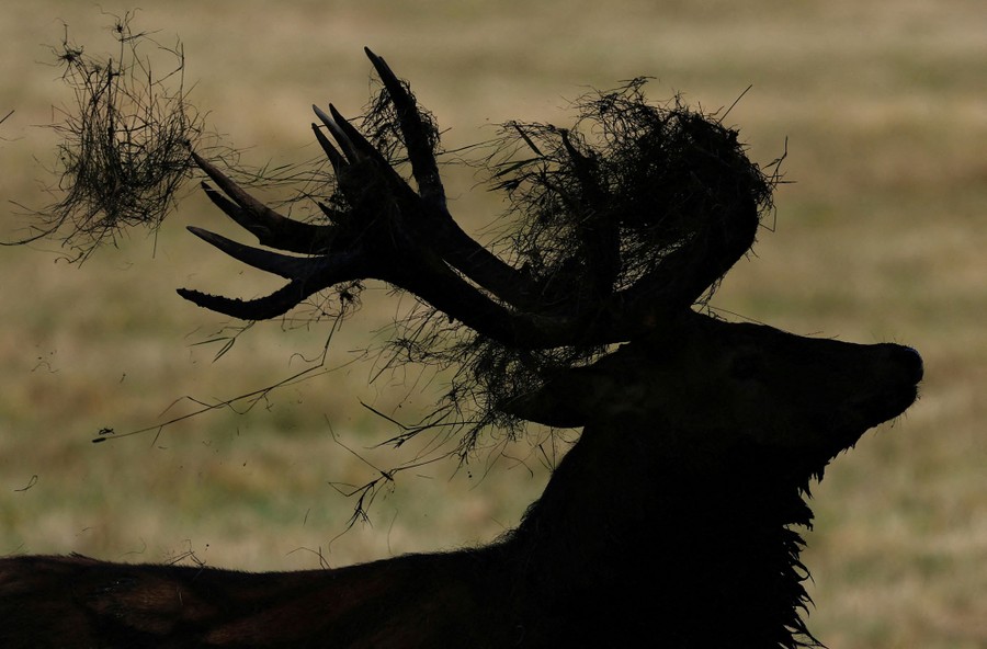 Photos of the Week: Moon Boats, River Waves, Heavy Leek - The Atlantic