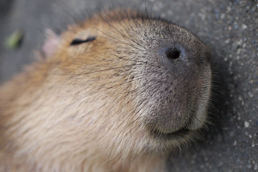 Companionable Capybaras - The Atlantic