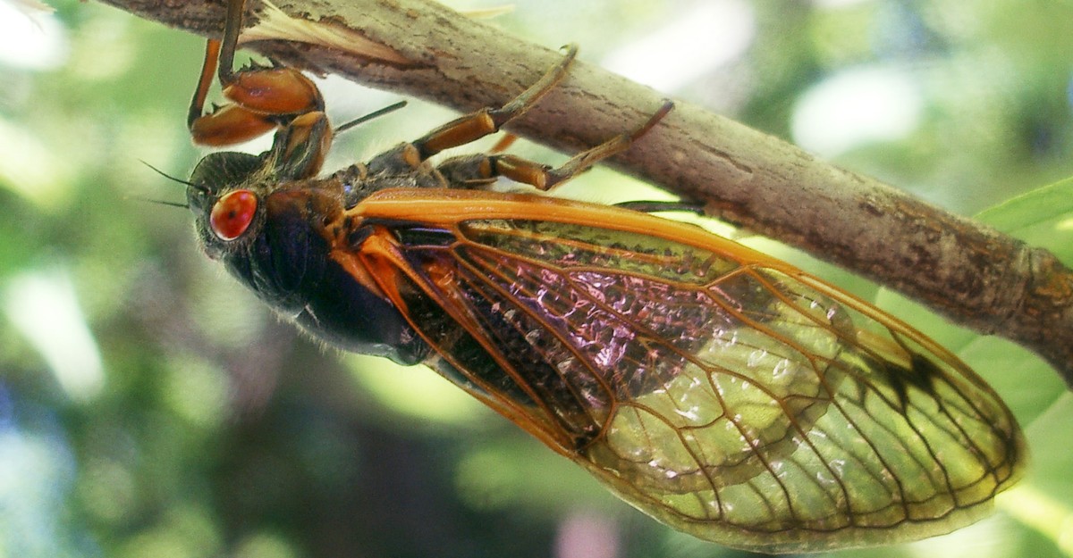 How Cicadas, Squirrels, and Bees React to Solar Eclipses - The Atlantic