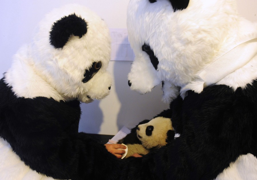 The Sichuan Giant Panda Bases and Sanctuaries - The Atlantic