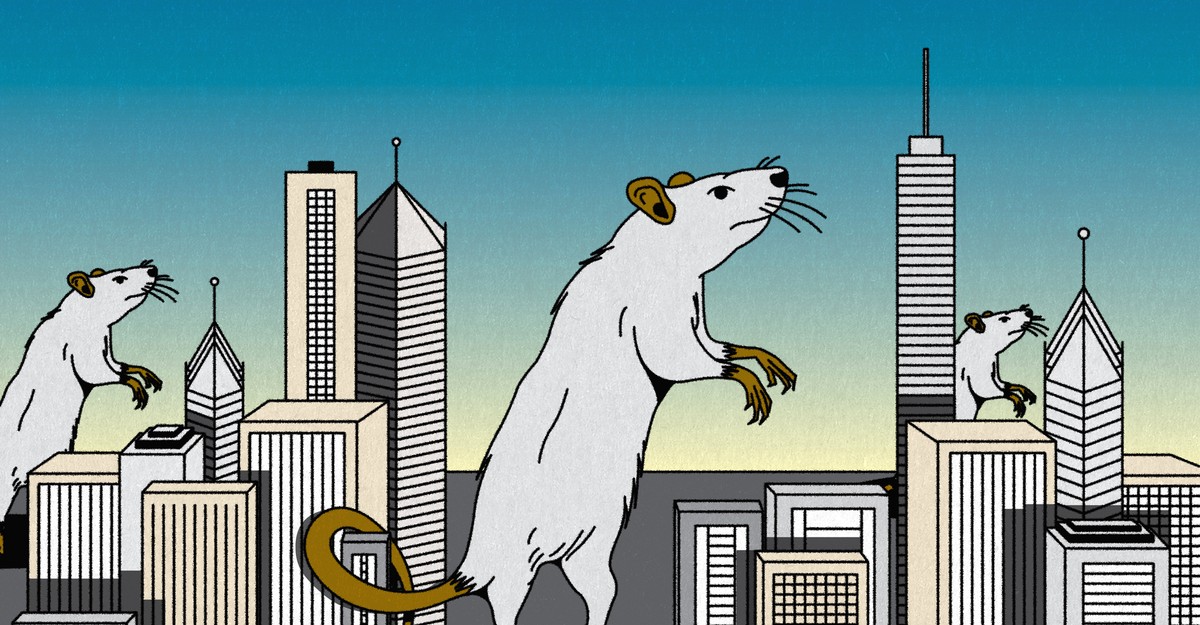 Cities Have Changed—For Rats - The Atlantic