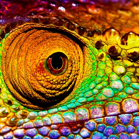 lizard changes colour