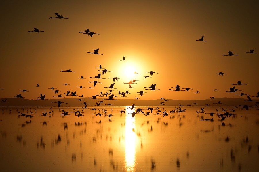 Photos: A Flamboyance of Flamingos - The Atlantic