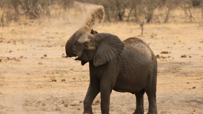 Elephants Hate Drones - The Atlantic