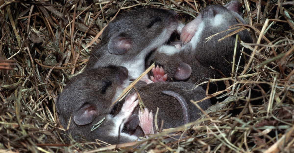 Elderly Mice's Brains Have Trouble Handling Jet Lag - The Atlantic