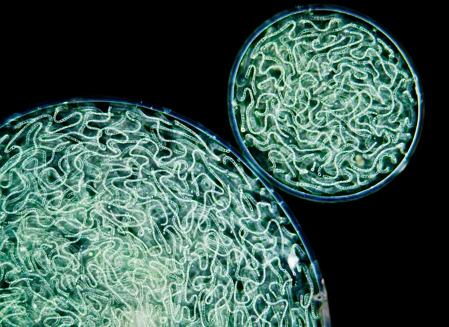 Life Under the Microscope - The Atlantic