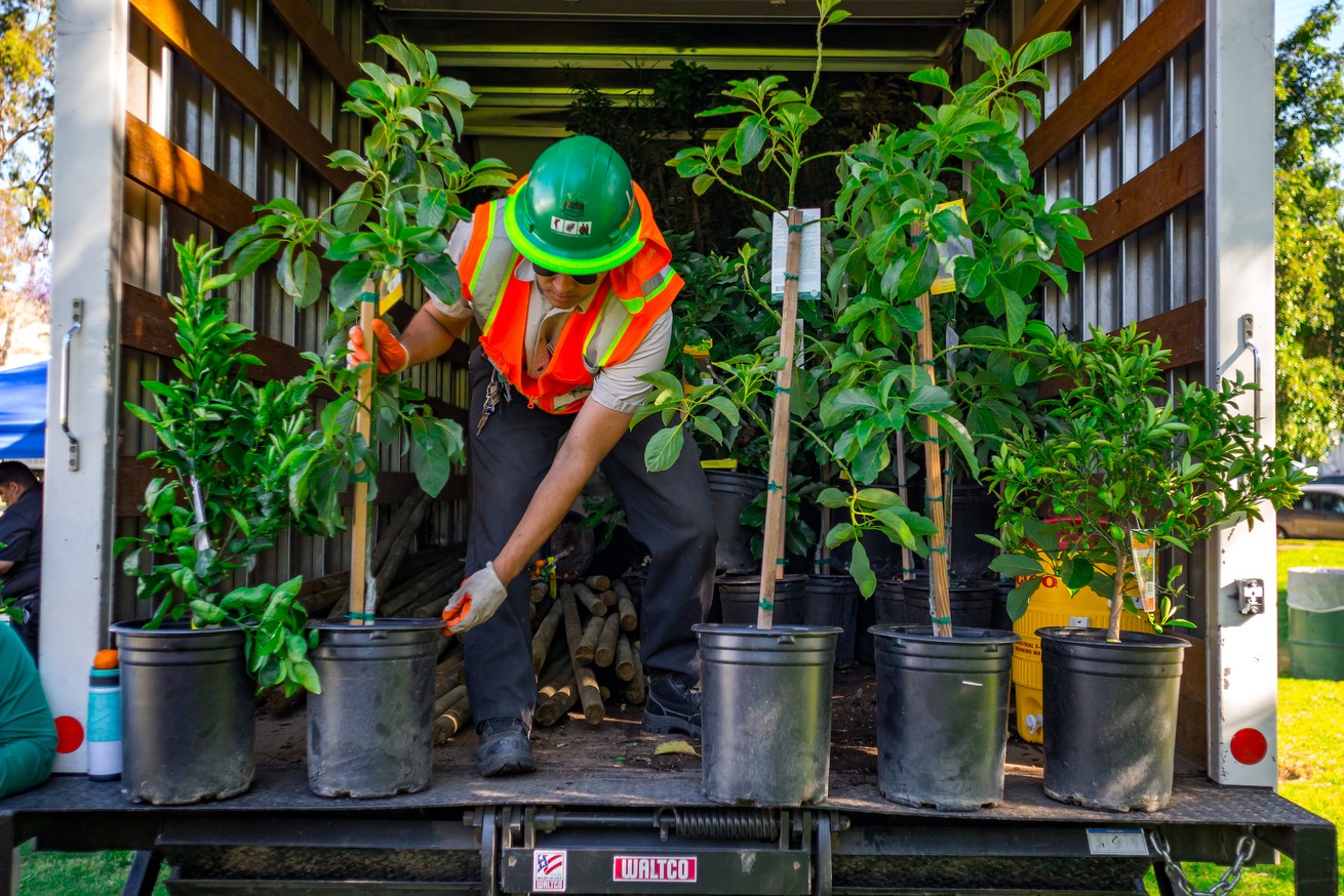 Our Towns: A Plan to Grow 90,000 Trees in Los Angeles - The Atlantic