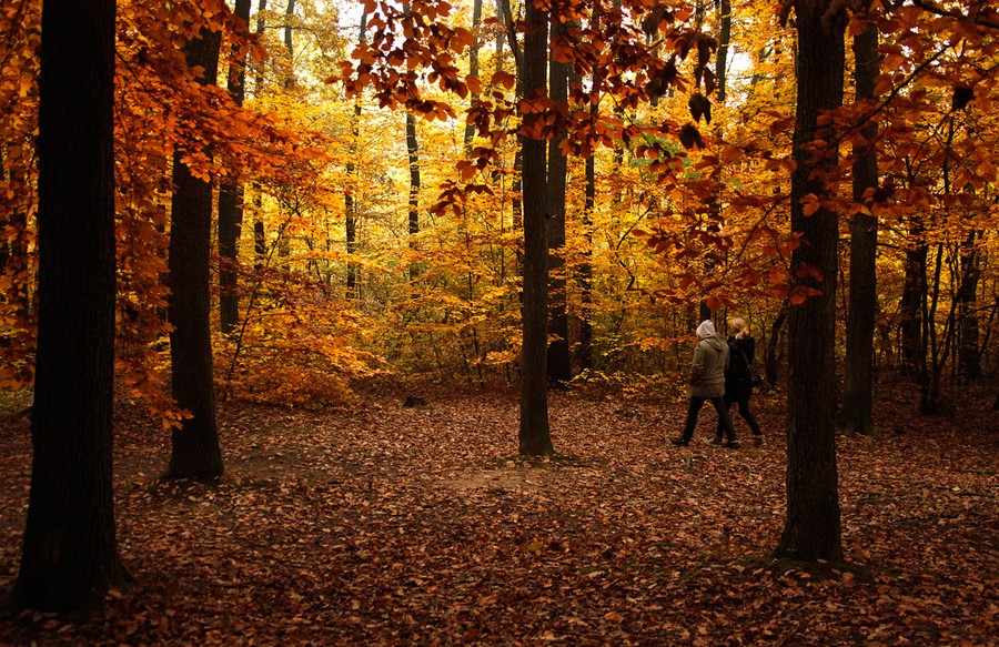 Fall Is in the Air, Part II - The Atlantic