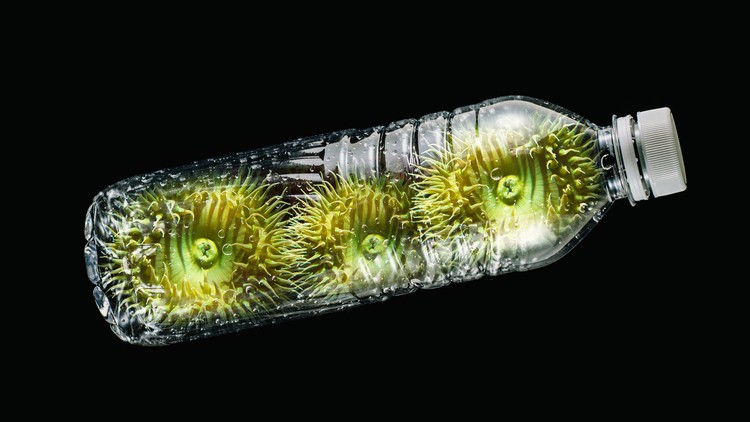 Animals Are Migrating to the Great Pacific Garbage Patch - The Atlantic