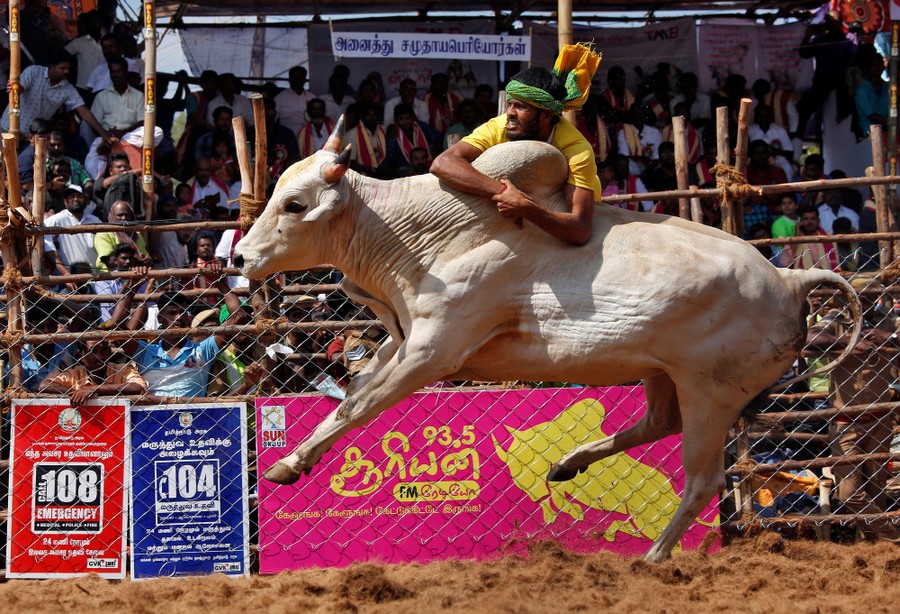 Photos of the Week: Giant Boar, Ice Music, Patagonian Glacier - The ...