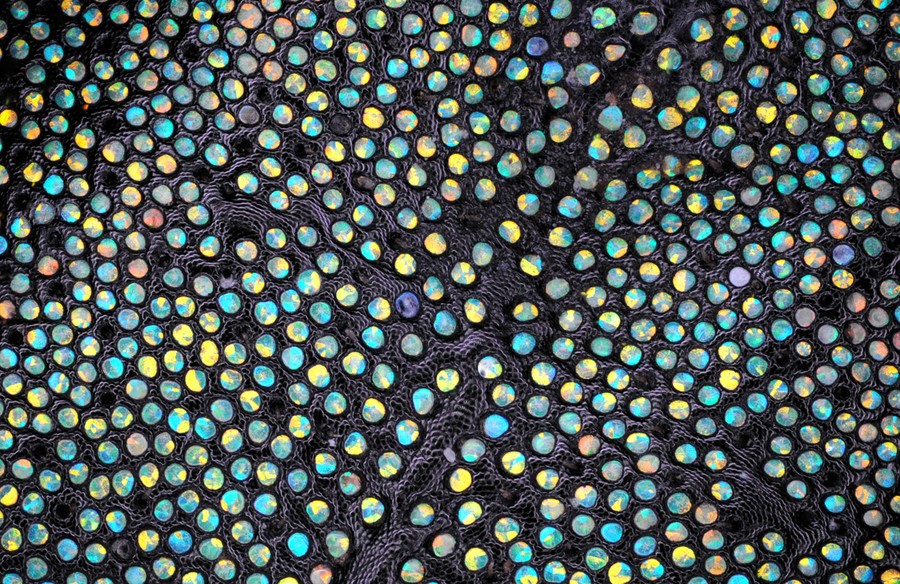 Life Under the Microscope - The Atlantic