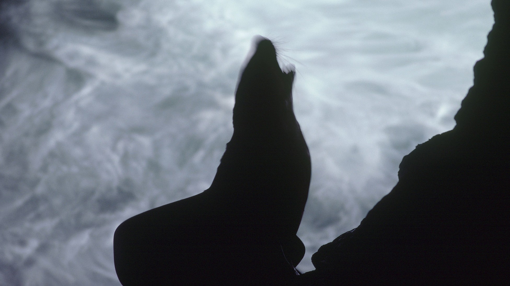 The Giant, Voracious Sea Lions That Humans Cannot Stop - The Atlantic