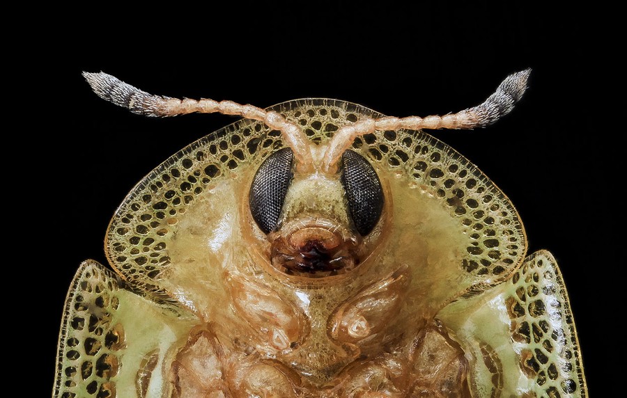 A Beautiful Collection of Insects - The Atlantic