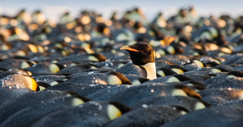 Why Penguins Huddle - The Atlantic