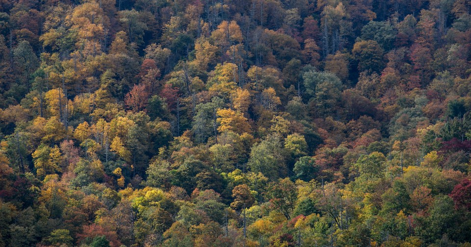 deciduous forest trees