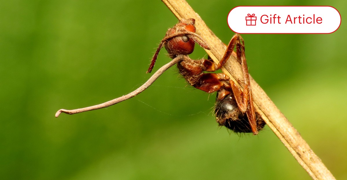 Ophiocordyceps Unilateralis Humans