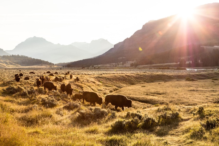 A Photo Trip Through Yellowstone National Park - The Atlantic