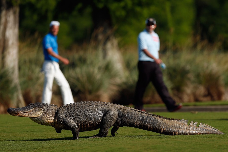 Animals on the Playing Field - The Atlantic