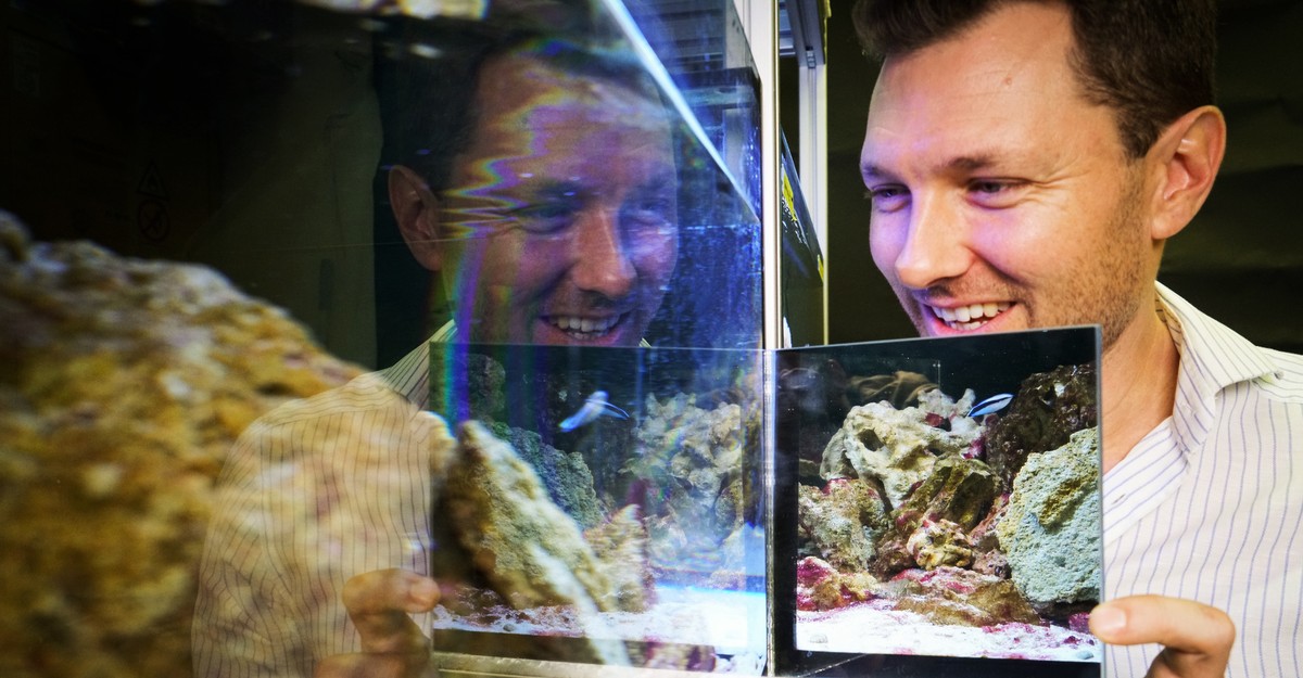 The Mirror Test of Self-Awareness Has a Fish Problem - The Atlantic