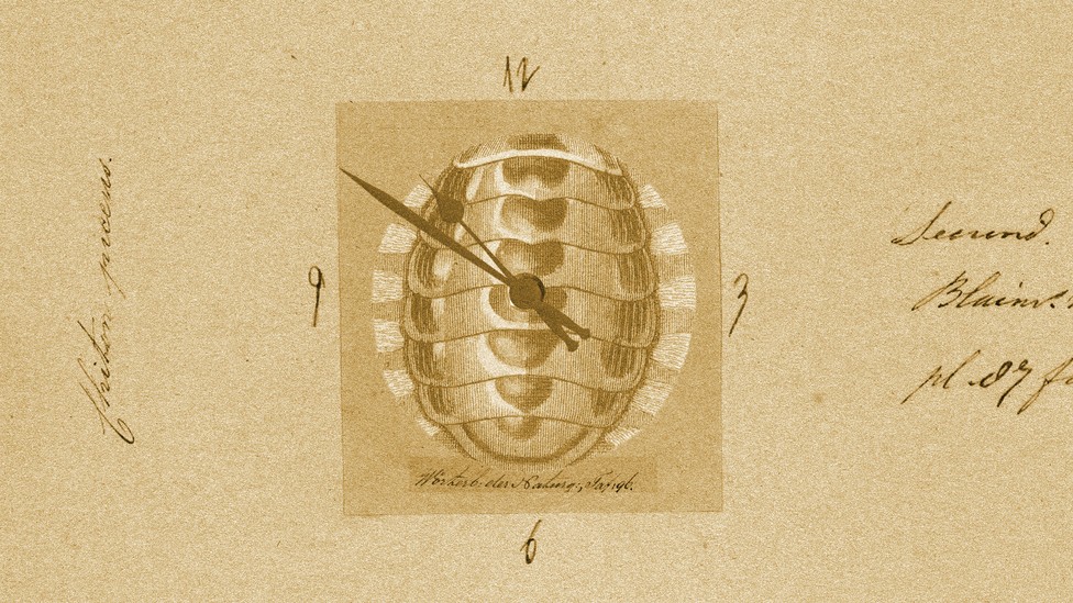 Rewinding the Tape on Evolution - The Atlantic