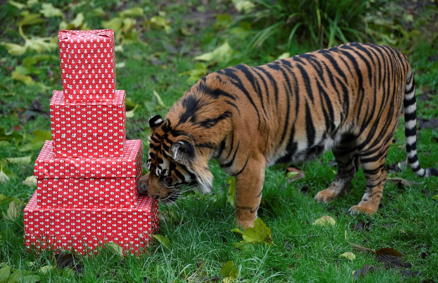 Photos - It's Beginning to Look a Lot Like Christmas - The Atlantic