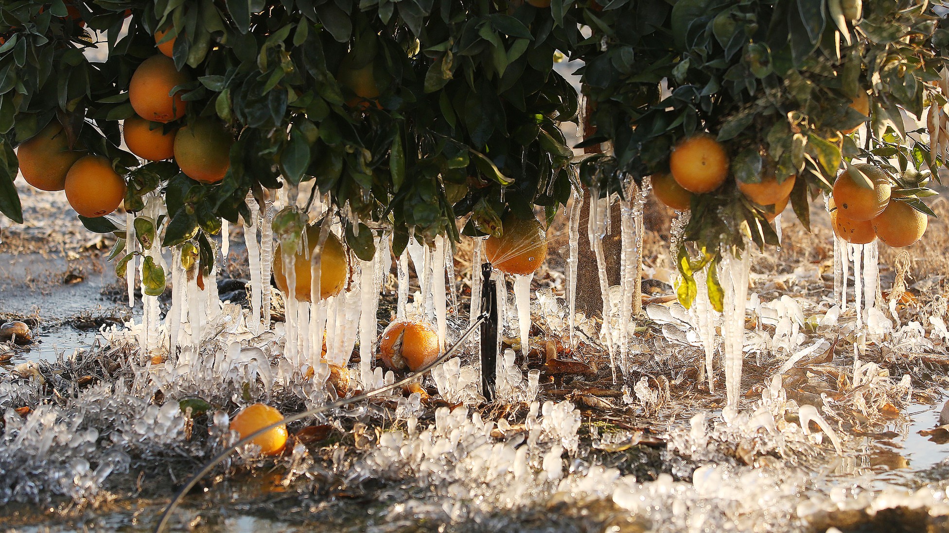 Vegetarians and Their Superior Blood - The Atlantic