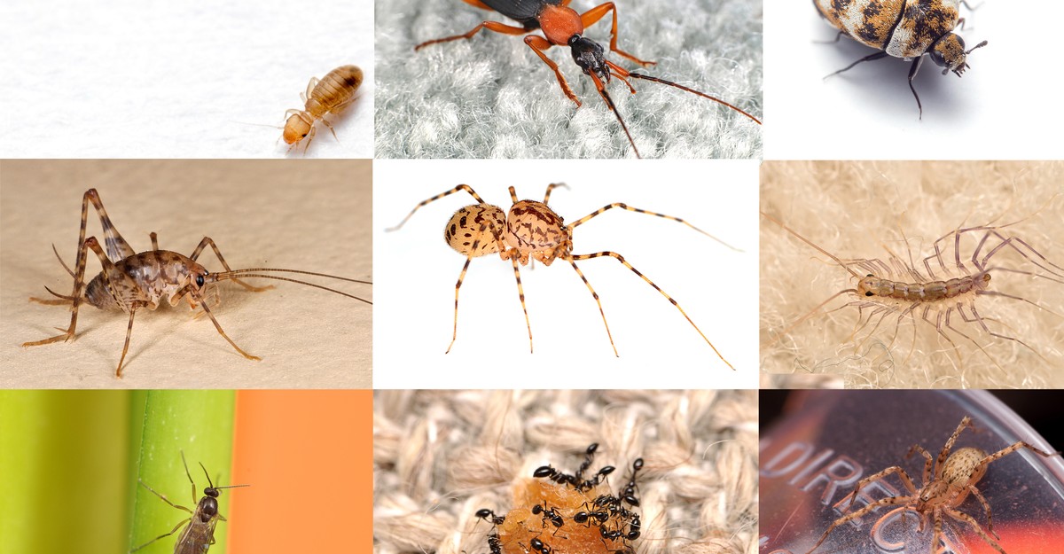 Census Reveals Just How Many Bugs Share the American Home - The Atlantic