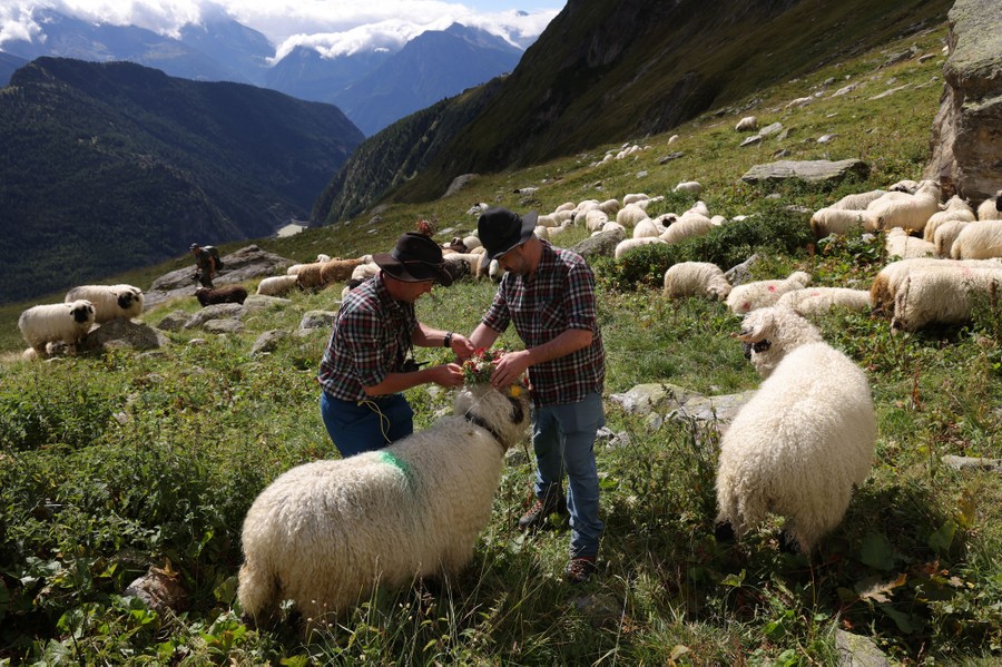 Photos: A Traditional Swiss Sheep Drive in a Changing World - The Atlantic