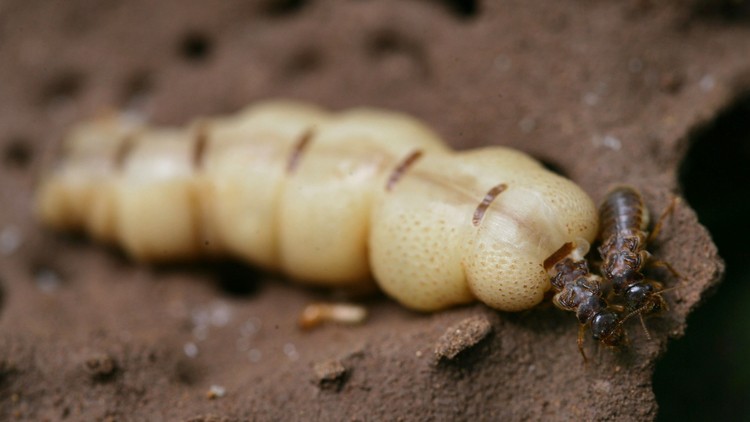 The Microbes That Supercharge Termite Guts - The Atlantic
