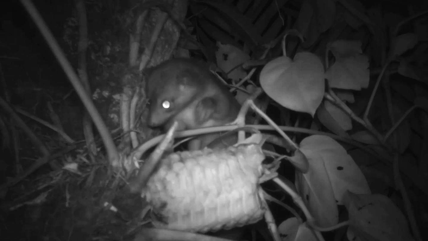 The Search for the Seed Bandit - The Atlantic