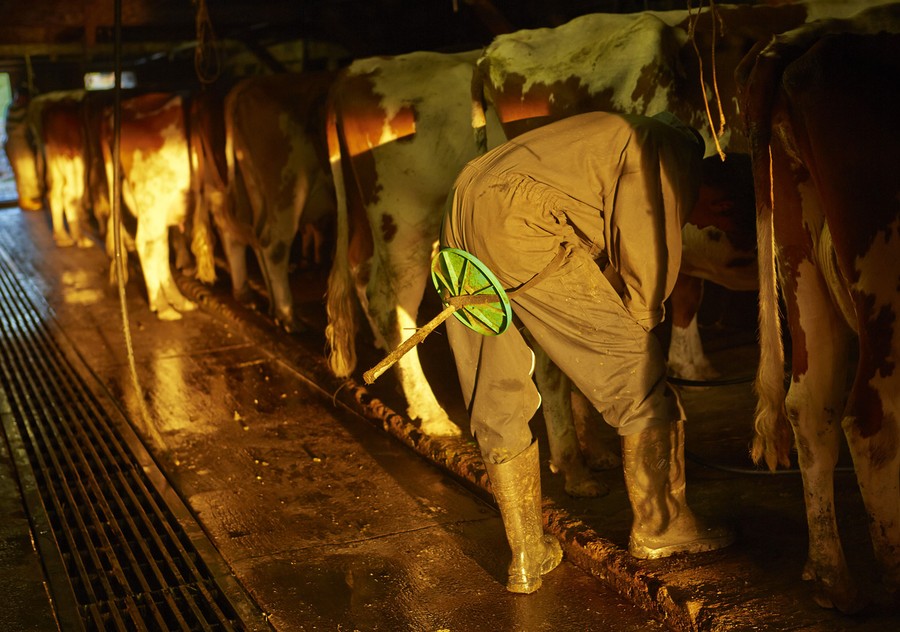 A Season With Swiss Cheesemakers - The Atlantic