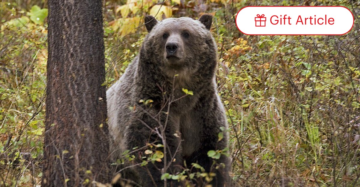 grizzly bear article