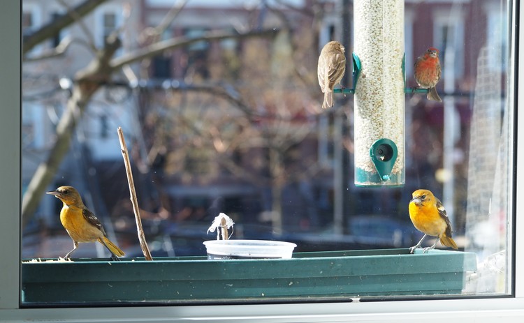 Urban Bird Feeders Are Changing the Course of Evolution - The Atlantic